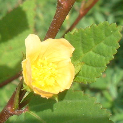 Sida acuta / Broomweed